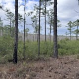 Boiling Spring Lake Preserve Loop, North Carolina - 85 Reviews, Map ...