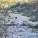 Hawes Trail System Loop, Arizona - 1,046 Reviews, Map | AllTrails