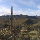 Coon Bluff Trail, Arizona - 775 Reviews, Map | AllTrails