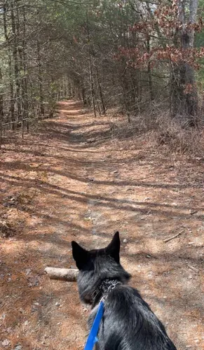 Best Kid Friendly Trails in Freetown Fall River State Forest | AllTrails