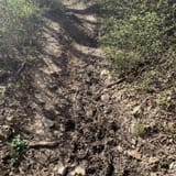 Difficult Run Trail, Virginia - 694 Reviews, Map | AllTrails