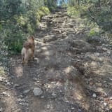Olmstead Loop and Wendell Robie Trail, California - 2,926 Reviews, Map ...