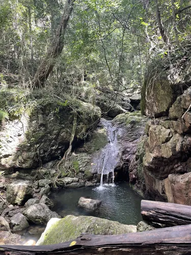 Best Walking Trails in Amamoor State Forest | AllTrails