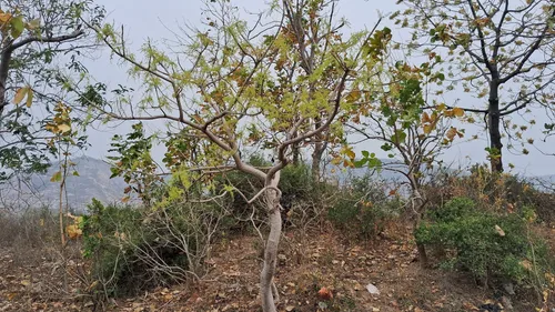 10 Best Trails and Hikes in Bihar | AllTrails