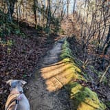 Cochran Mill Loop 1 and 2 (Orange), Georgia - 746 Reviews, Map | AllTrails