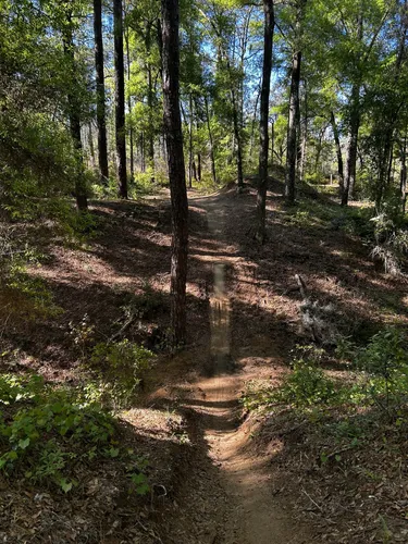 Best Hikes and Trails in Croom Wildlife Management Area | AllTrails