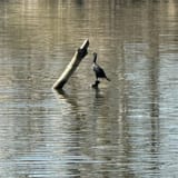 Boise Cascade Lake Loop, Idaho - 303 Reviews, Map | AllTrails