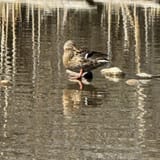 Boise Cascade Lake Loop, Idaho - 303 Reviews, Map | AllTrails