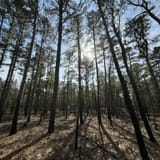 Batsto Lake Trail, New Jersey - 1,583 Reviews, Map | AllTrails