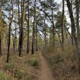 Batsto Lake Trail, New Jersey - 1,583 Reviews, Map | AllTrails