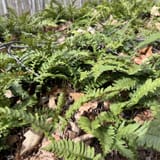 Swope Loop to Pine Hill, New Hampshire - 160 Reviews, Map | AllTrails