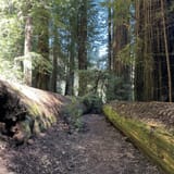 Rockefeller Loop Trail, California - 683 Reviews, Map | AllTrails