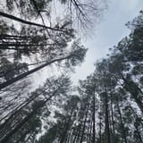 Redden State Forest Loop, Delaware - 368 Reviews, Map | AllTrails