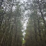 Redden State Forest Loop, Delaware - 368 Reviews, Map | AllTrails