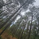 Redden State Forest Loop, Delaware - 368 Reviews, Map | AllTrails