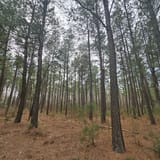 Redden State Forest Loop, Delaware - 368 Reviews, Map | AllTrails