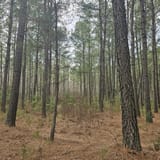 Redden State Forest Loop, Delaware - 368 Reviews, Map | AllTrails