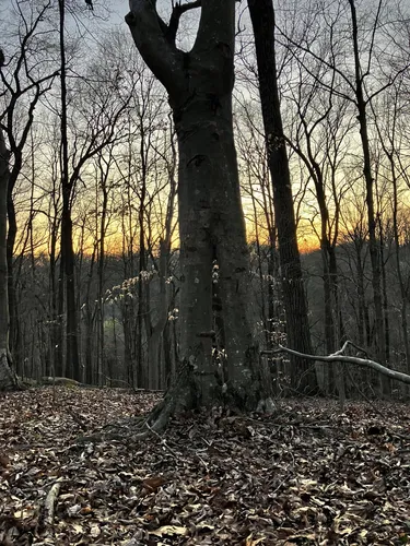 Best Hikes and Trails in Percy Warner Park | AllTrails