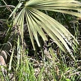 Moon Seed Loop, Louisiana - 367 Reviews, Map | AllTrails