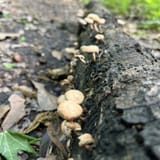 Moon Seed Loop, Louisiana - 381 Reviews, Map | AllTrails