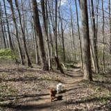 Bacon Ridge Trail: Phase 3, Maryland - 2,308 Reviews, Map | AllTrails