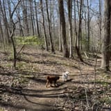 Bacon Ridge Trail: Phase 3, Maryland - 2,308 Reviews, Map | AllTrails