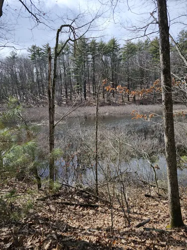 Best Hikes and Trails in Salem Town Forest | AllTrails