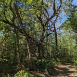 Richloam Wildlife Management Area, Florida - 61 Reviews, Map | AllTrails