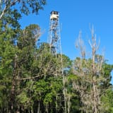 Richloam Wildlife Management Area, Florida - 61 Reviews, Map | AllTrails