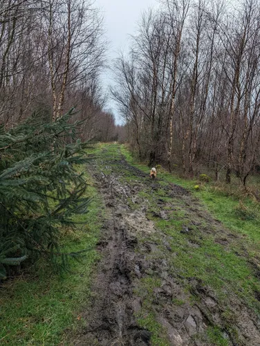 Best Hikes and Trails in Mortimer Forest | AllTrails