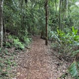 Witches Falls Circuit, Queensland, Australia - 534 Reviews, Map | AllTrails