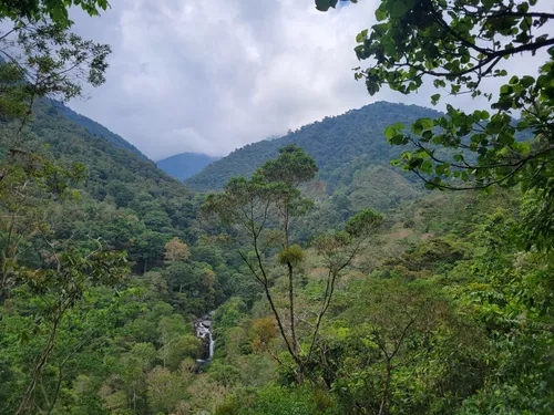 Best Wild Flowers Trails in Cloudbridge Nature Reserve | AllTrails