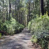 Ada Tree Walk, Victoria, Australia - 56 Reviews, Map | AllTrails