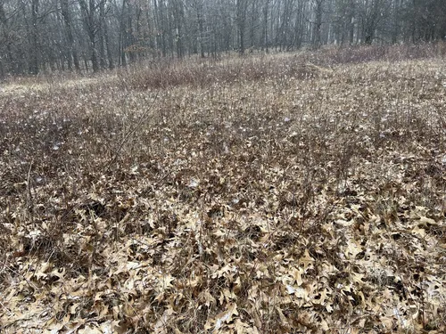 Best Forest Trails in Independence Oaks County Park | AllTrails