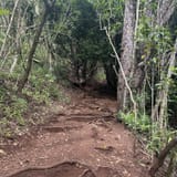 Makiki Valley Loop, Oahu, Hawaii - 5,605 Reviews, Map | AllTrails