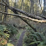 Ridge Loop Trail , Washington - 403 Reviews, Map | AllTrails
