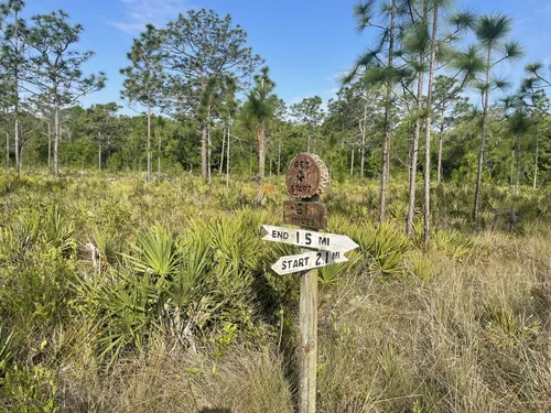 Best Forest Trails in Hal Scott Preserve | AllTrails