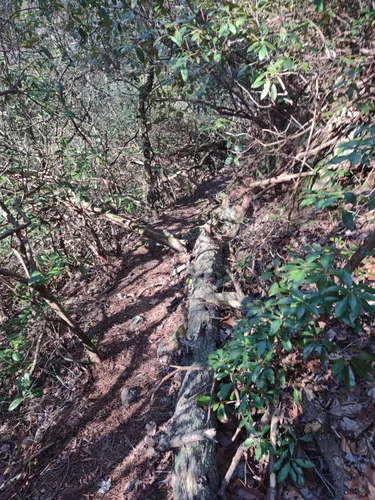 Best Short Trails in Cohutta Wildlife Management Area | AllTrails