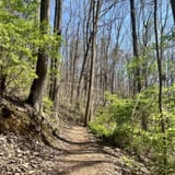 Stringers Ridge via Blue Trail, Tennessee - 1,922 Reviews, Map | AllTrails