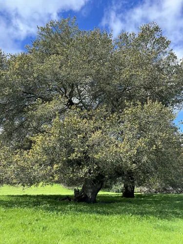 Best Hikes and Trails in Tolay Lake Regional Park | AllTrails