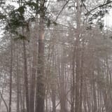 Komoka Provincial Park Loop, Ontario, Canada - 208 Reviews, Map | AllTrails
