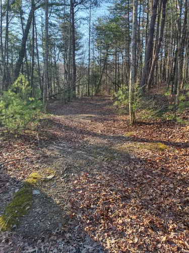 Best Short Trails in Cohutta Wildlife Management Area | AllTrails