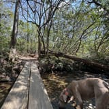 Daniel Ridge Loop, North Carolina - 1,905 Reviews, Map | AllTrails