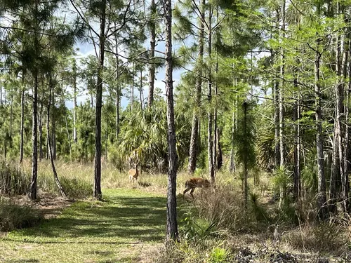 Best Hikes and Trails in Serenity Walk Park | AllTrails