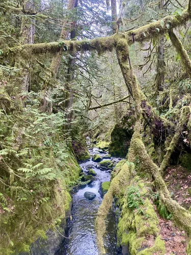 Best Easy Trails in Goldstream Provincial Park | AllTrails