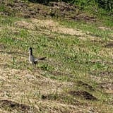 Quail Loop Trail, California - 1,692 Reviews, Map | AllTrails