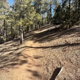Chamisa Trail, New Mexico - 1,338 Reviews, Map | AllTrails