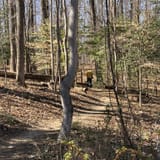 Bacon Ridge Trail: Phase 3, Maryland - 2,308 Reviews, Map | AllTrails
