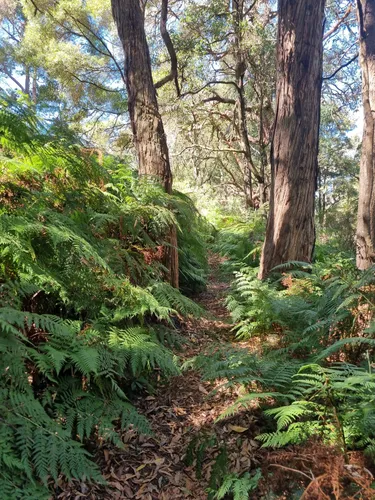 Best Hikes and Trails in Main Ridge | AllTrails