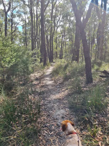 Best Hikes and Trails in Moondarra State Park | AllTrails